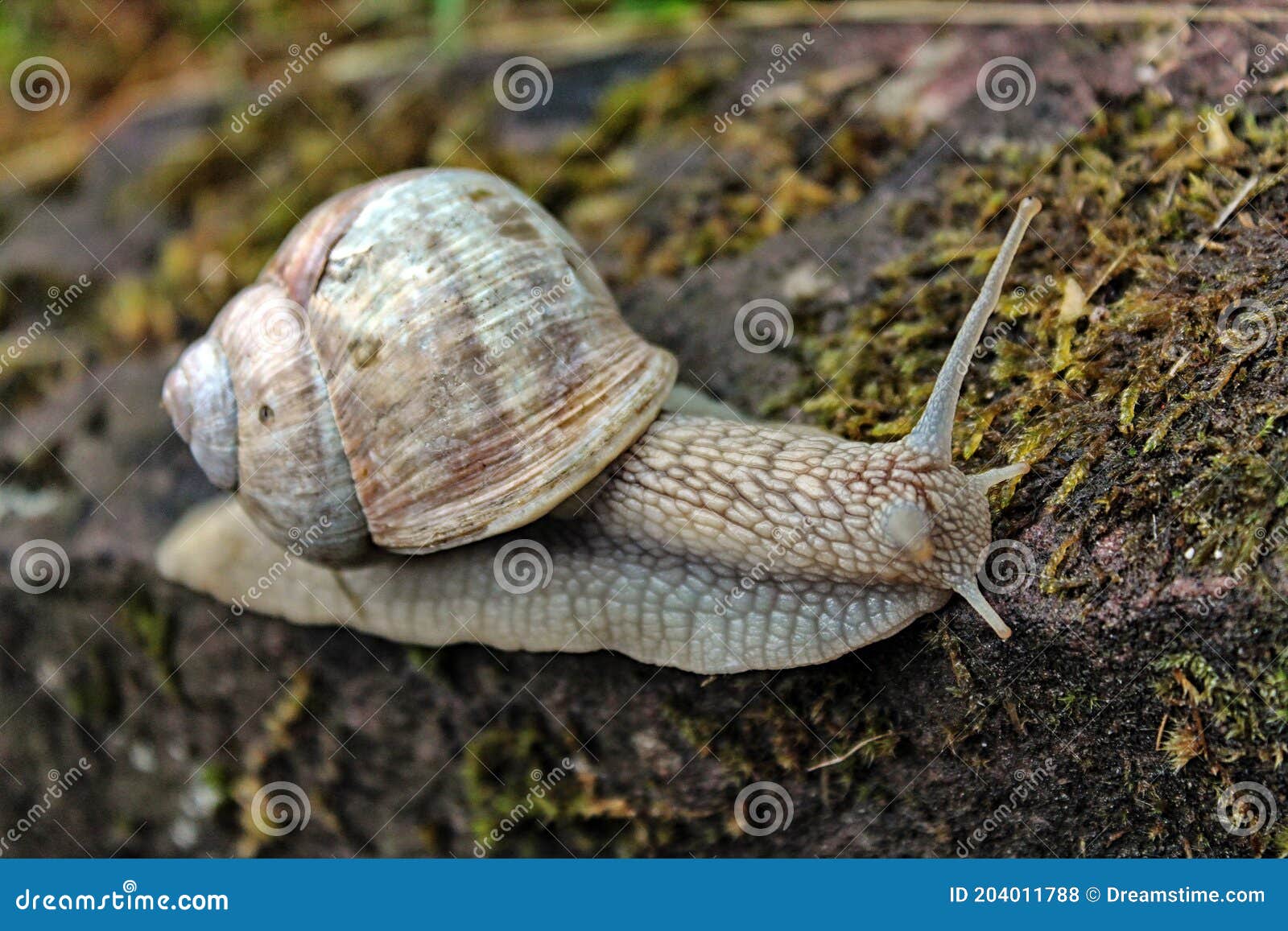 German snail stock photo. Image of reptile, arthropod - 204011788