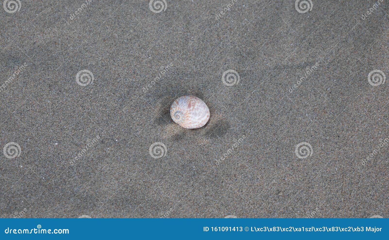 A snail shell in the sand stock image. Image of nature - 161091413