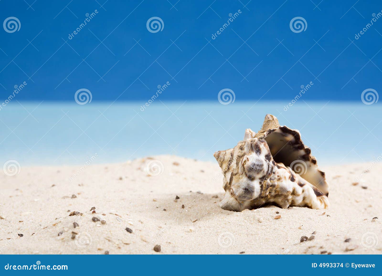 Snail Shell in Sand at Beach Stock Photo - Image of nature ...