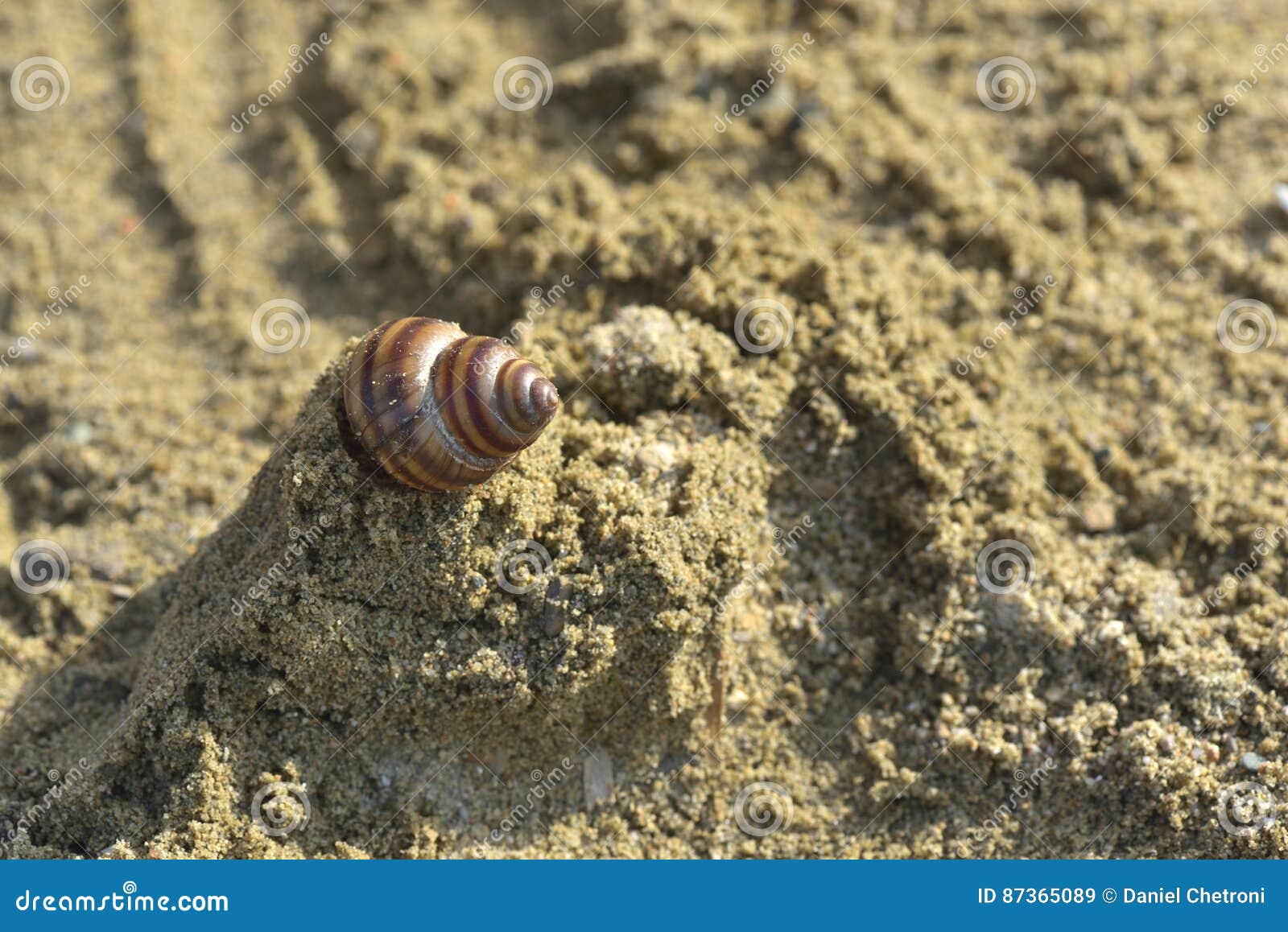 Snail Shell in the Sand on Beach Background at Sunset Stock Image ...
