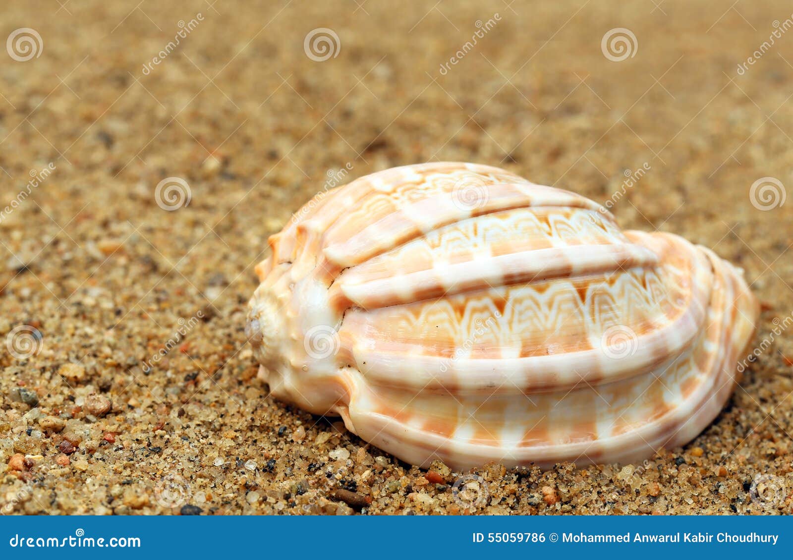 Snail shell in a sea beach stock photo. Image of beach - 55059786