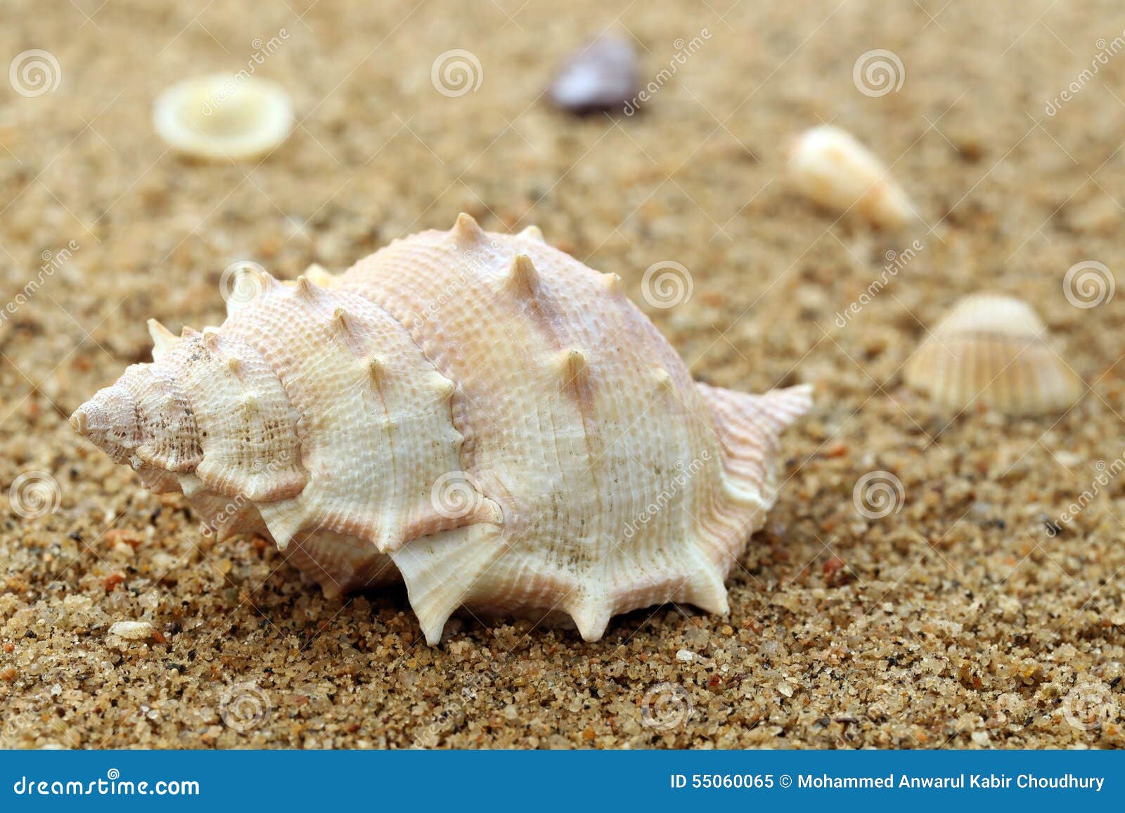 Snail shell in a sea beach stock image. Image of brown - 55060065