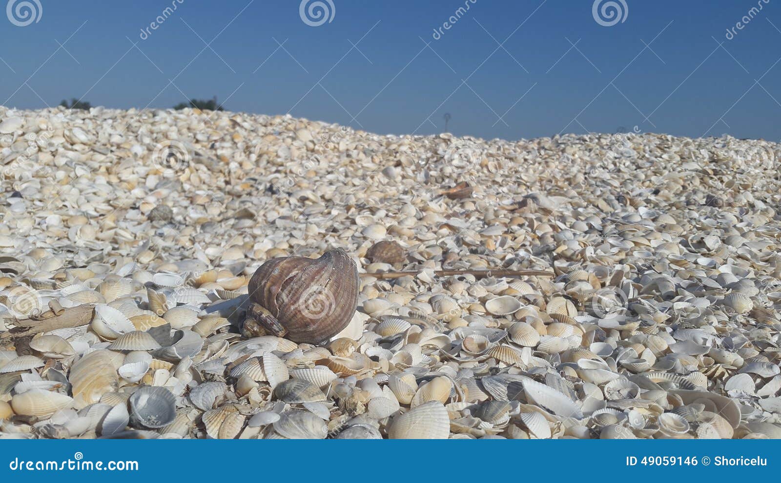 Snail Shell in a Sea - Shells Scenery Stock Photo - Image of surrounded ...