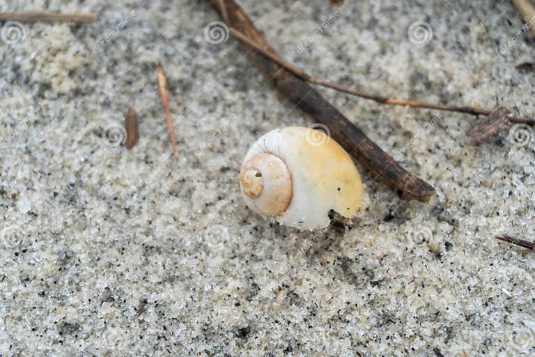 Snail Shell on the Seafront White Sandy Beach in the Middle of Nature ...