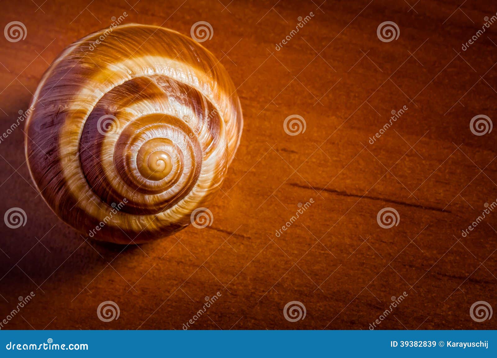Snail Shell stock image. Image of appetizer, cook, macro - 39382839