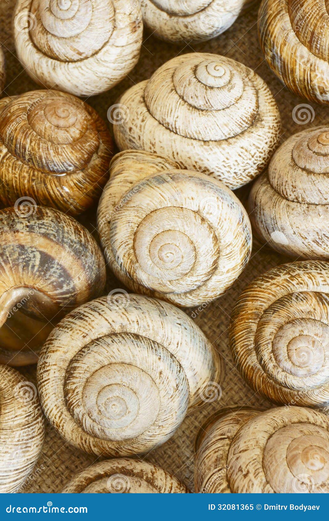 Snail shell. stock image. Image of isolatedbackground - 32081365
