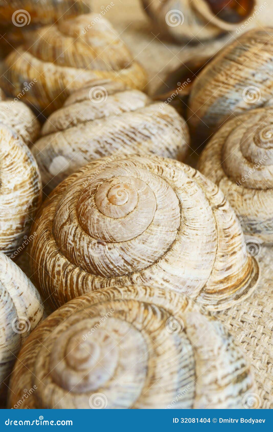 Snail shell. stock photo. Image of fibonacci, conch, life - 32081404