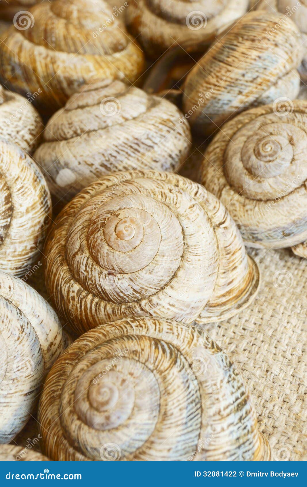Snail shell. stock photo. Image of macro, life, small - 32081422