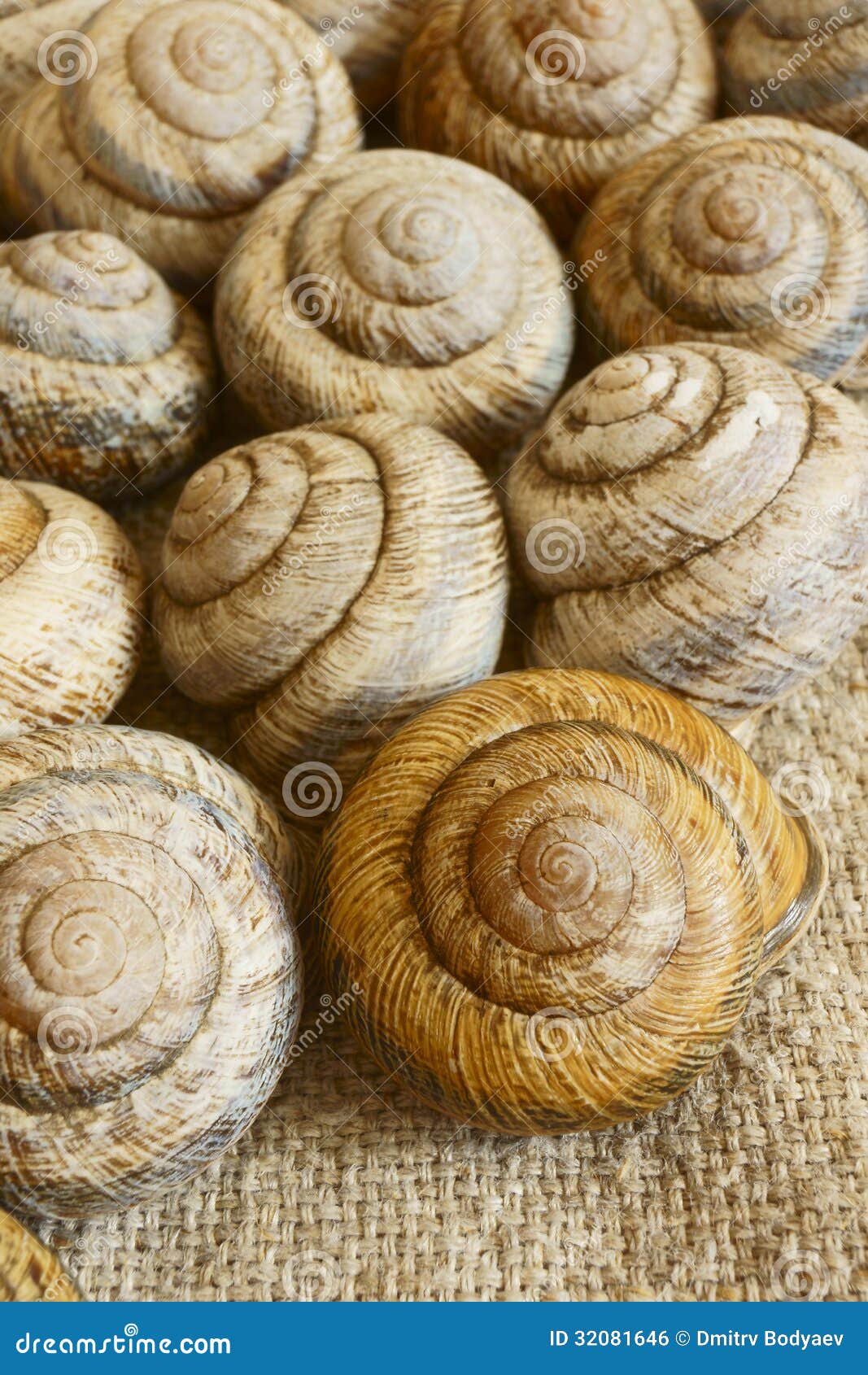 Snail shell. stock photo. Image of shell, animals, background - 32081646