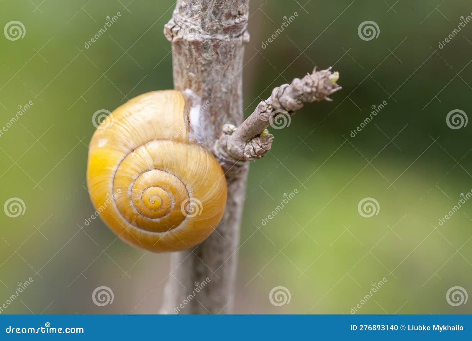 A Snail in a Shell Sits on a Tree Branch. Stock Photo - Image of slimy ...