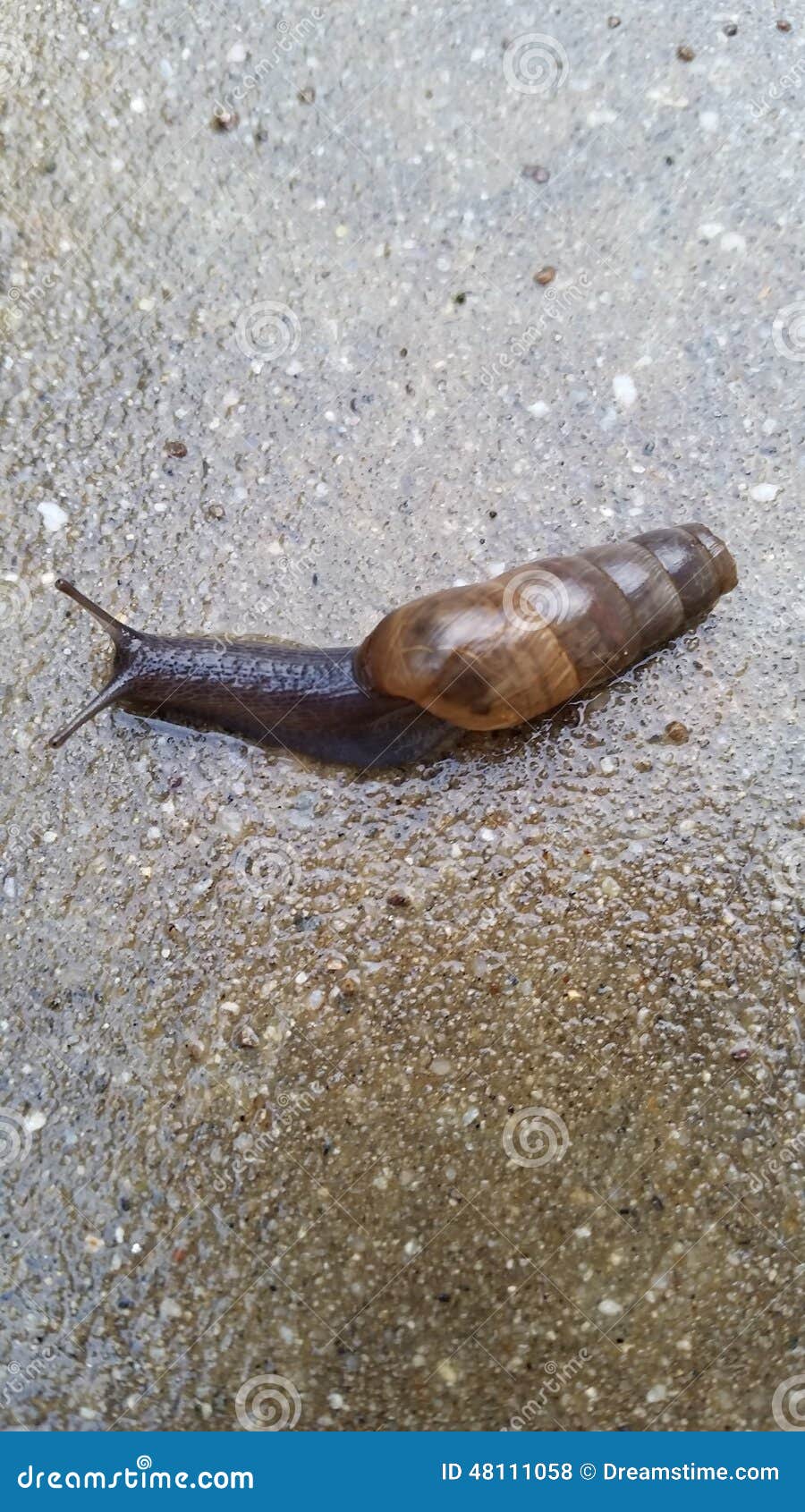 Snail stock photo. Image of race, snail, slug, rain, shell - 48111058