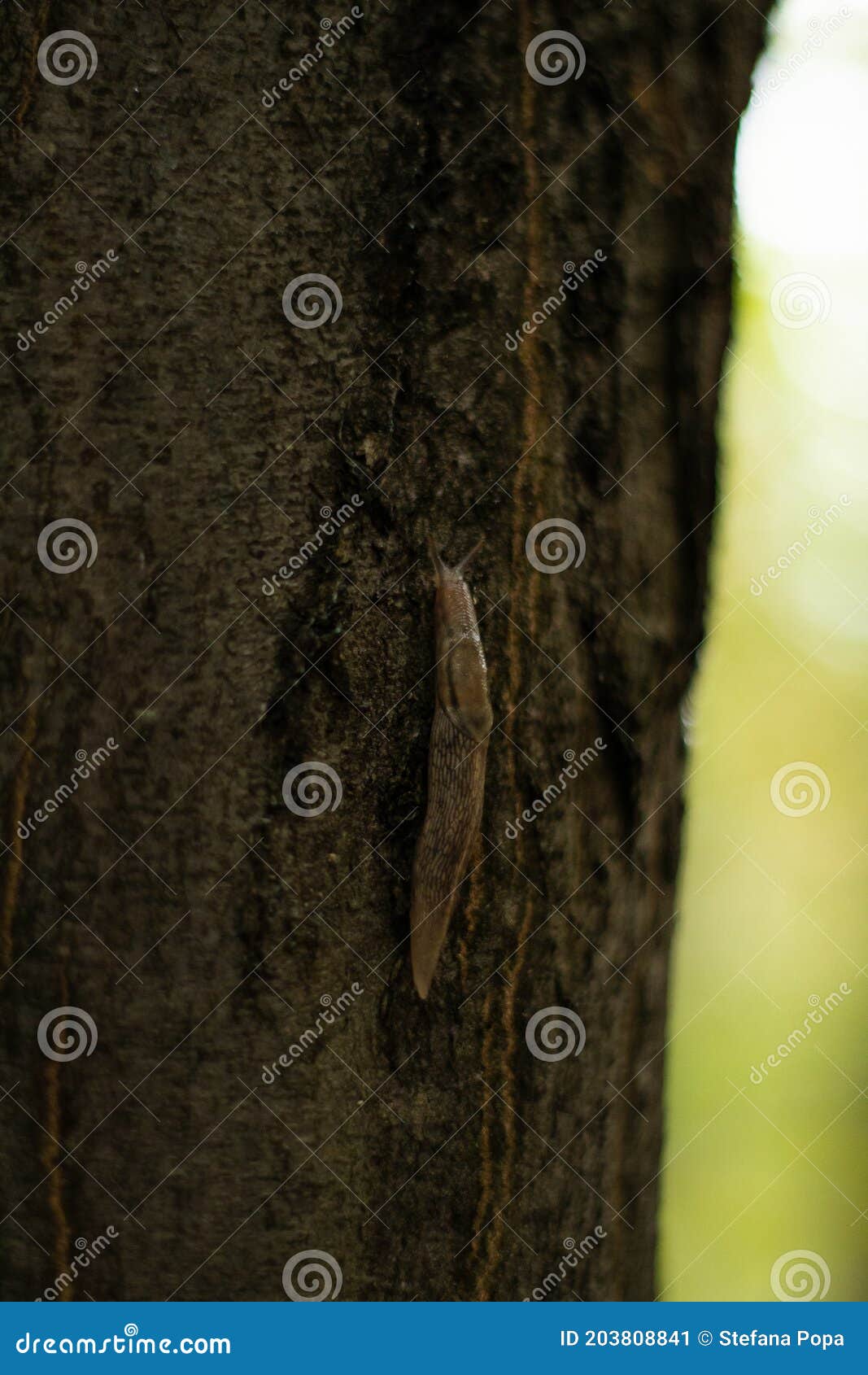 Snail without Shell, Slugs on the Tree Stock Image - Image of blue ...