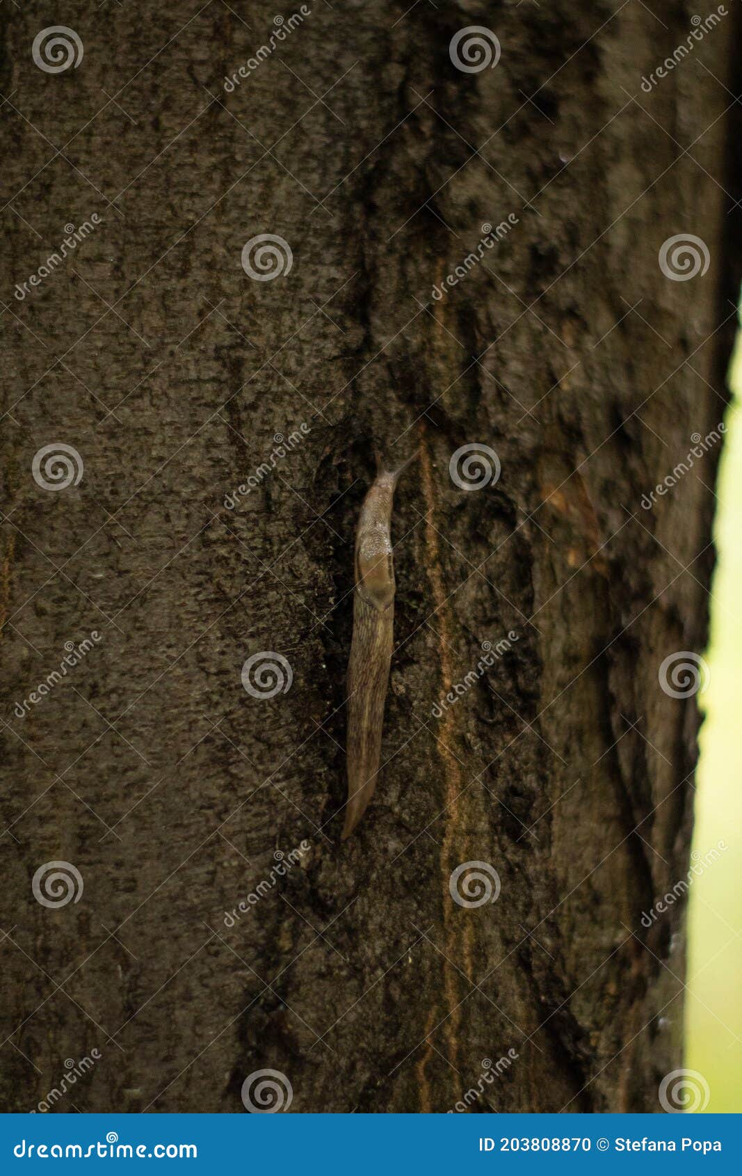 Snail without Shell, Slugs on the Tree Stock Photo - Image of diving ...