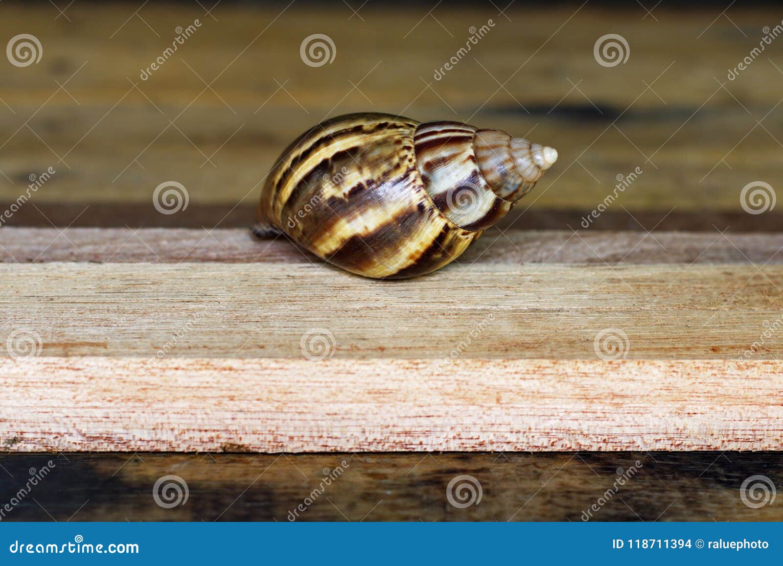 Snail shell stock photo. Image of natural, texture, snail - 118711394