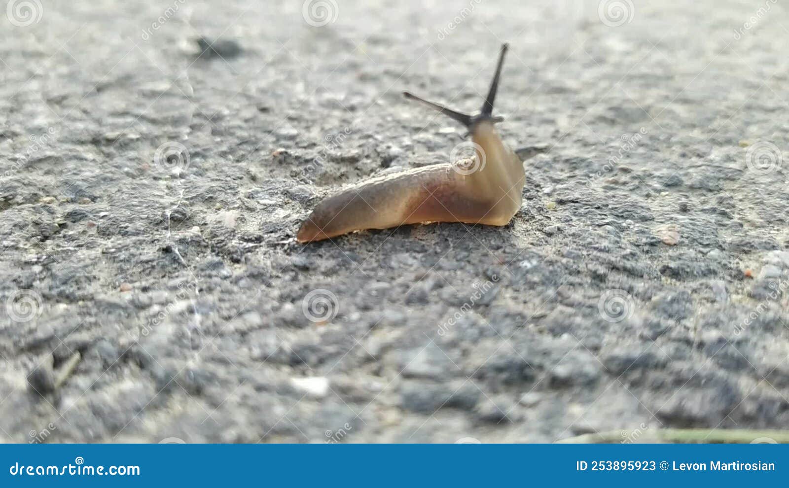 Snail without a Shell. Snail without a Shell Moves Along the Asphalt ...