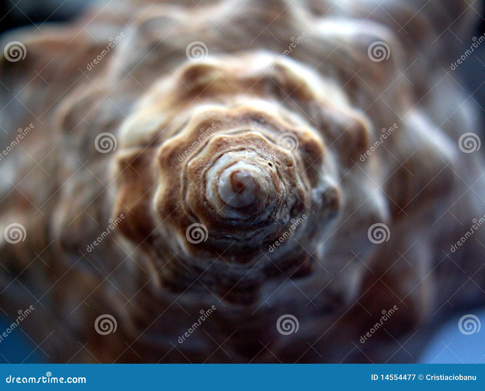 Snail shell spiral detail stock image. Image of macro - 14554477