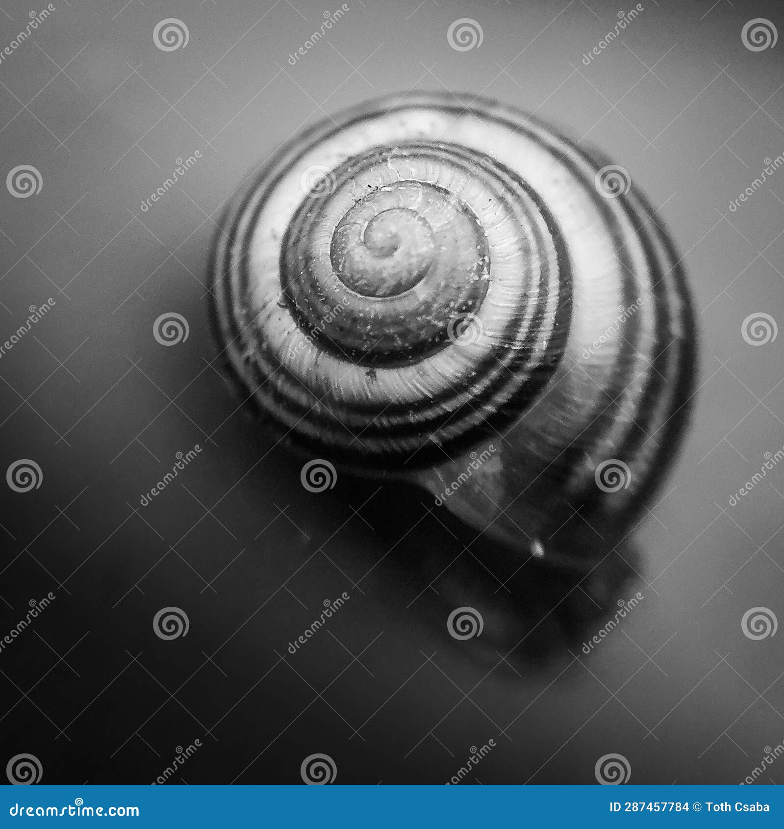 Snail Shell Spiral Monotone Stock Photo - Image of snail, shell: 287457784