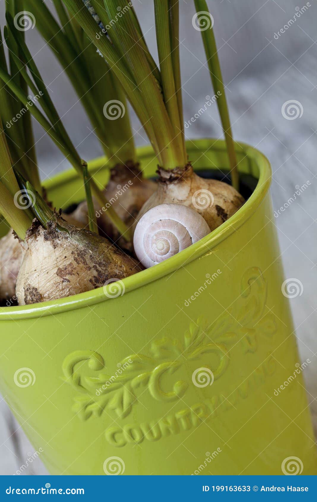 Snail Shell and Spring Plants in Pot Stock Image - Image of floral ...