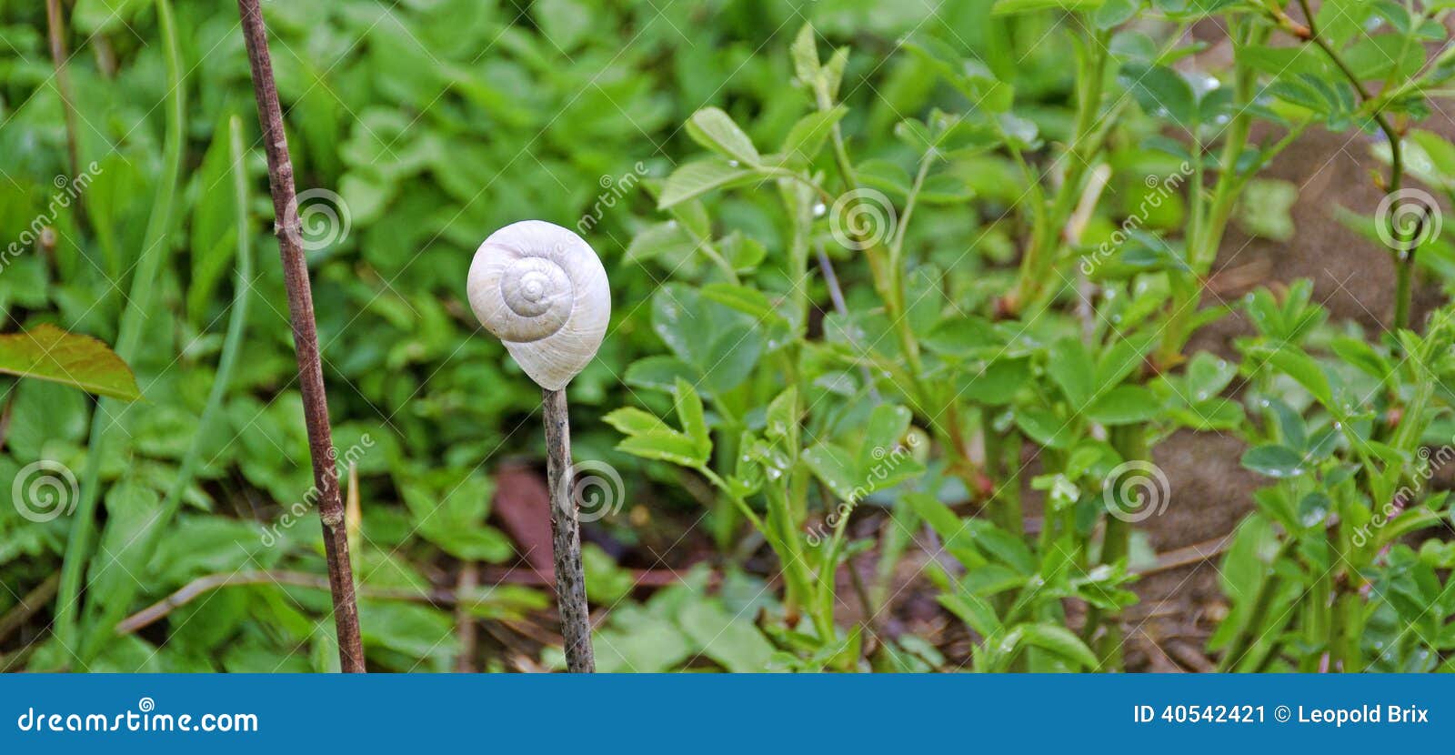 Snail shell on a stick stock image. Image of snail, dead - 40542421