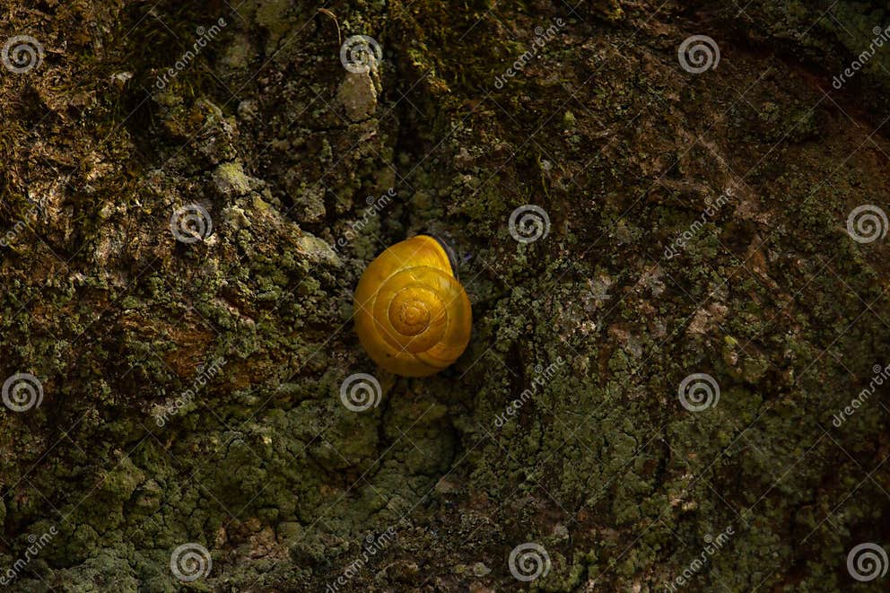 Snail Shell on a Stone Natural Background Stock Photo - Image of ...