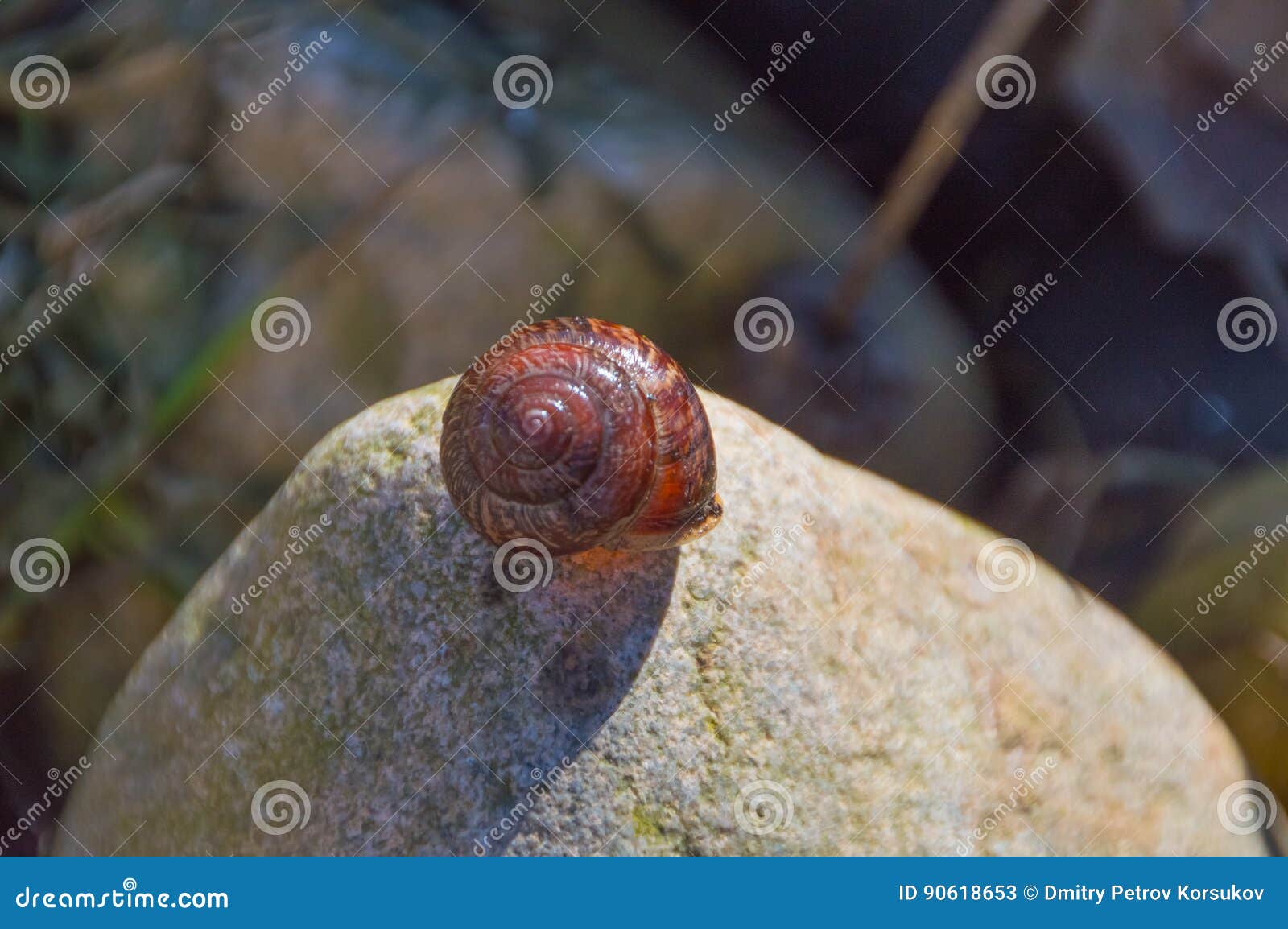 Snail shell on stone. stock image. Image of garden, season - 90618653