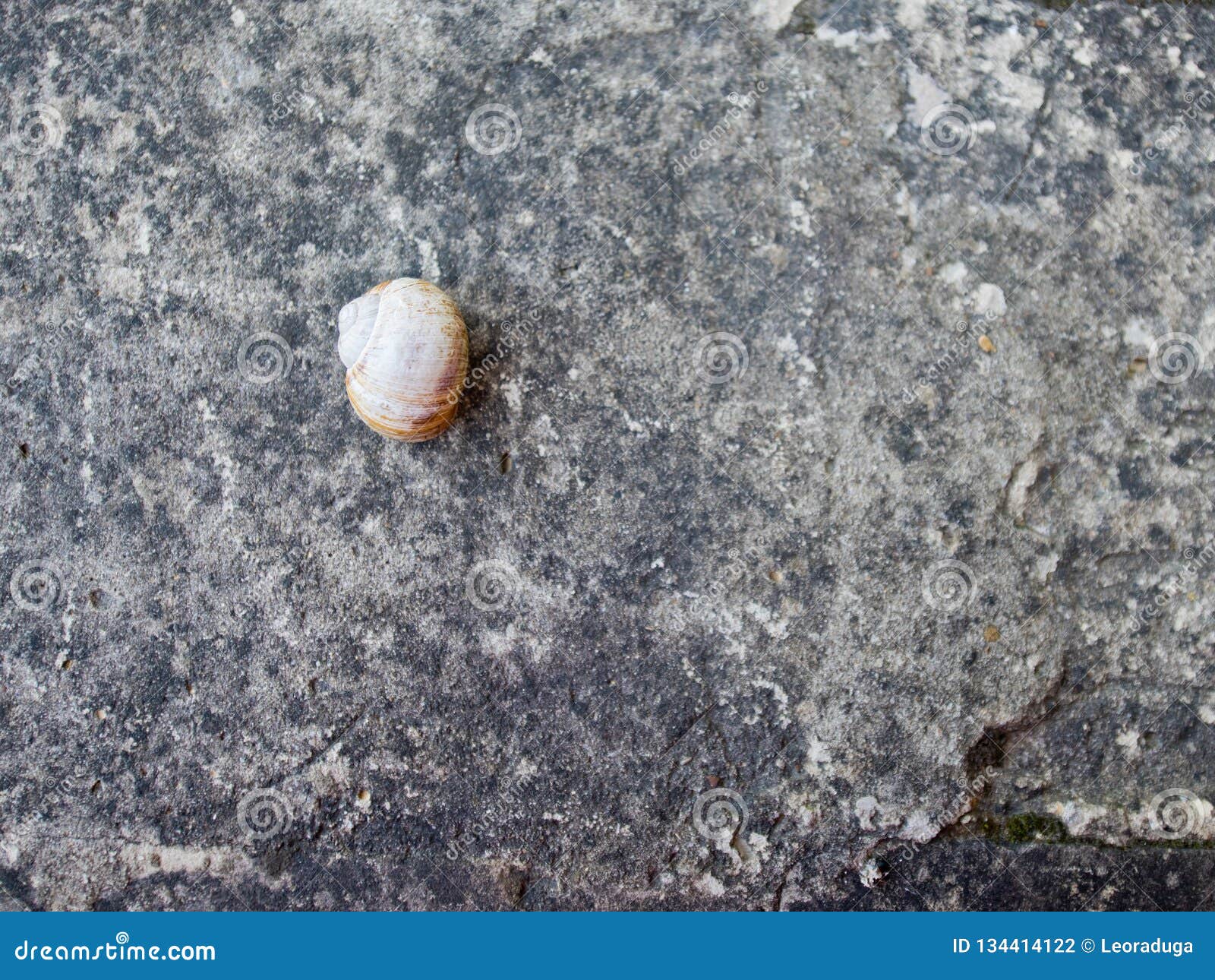 Snail shell on the stone. stock photo. Image of wonderful - 134414122