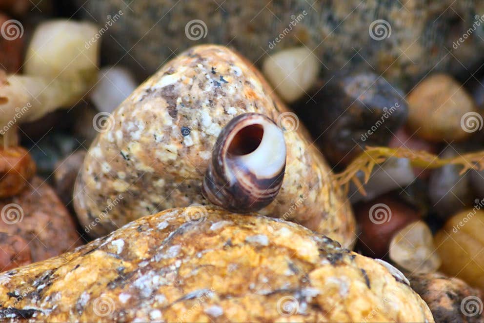 Snail Shell on stones stock image. Image of shell, rocks - 52122541