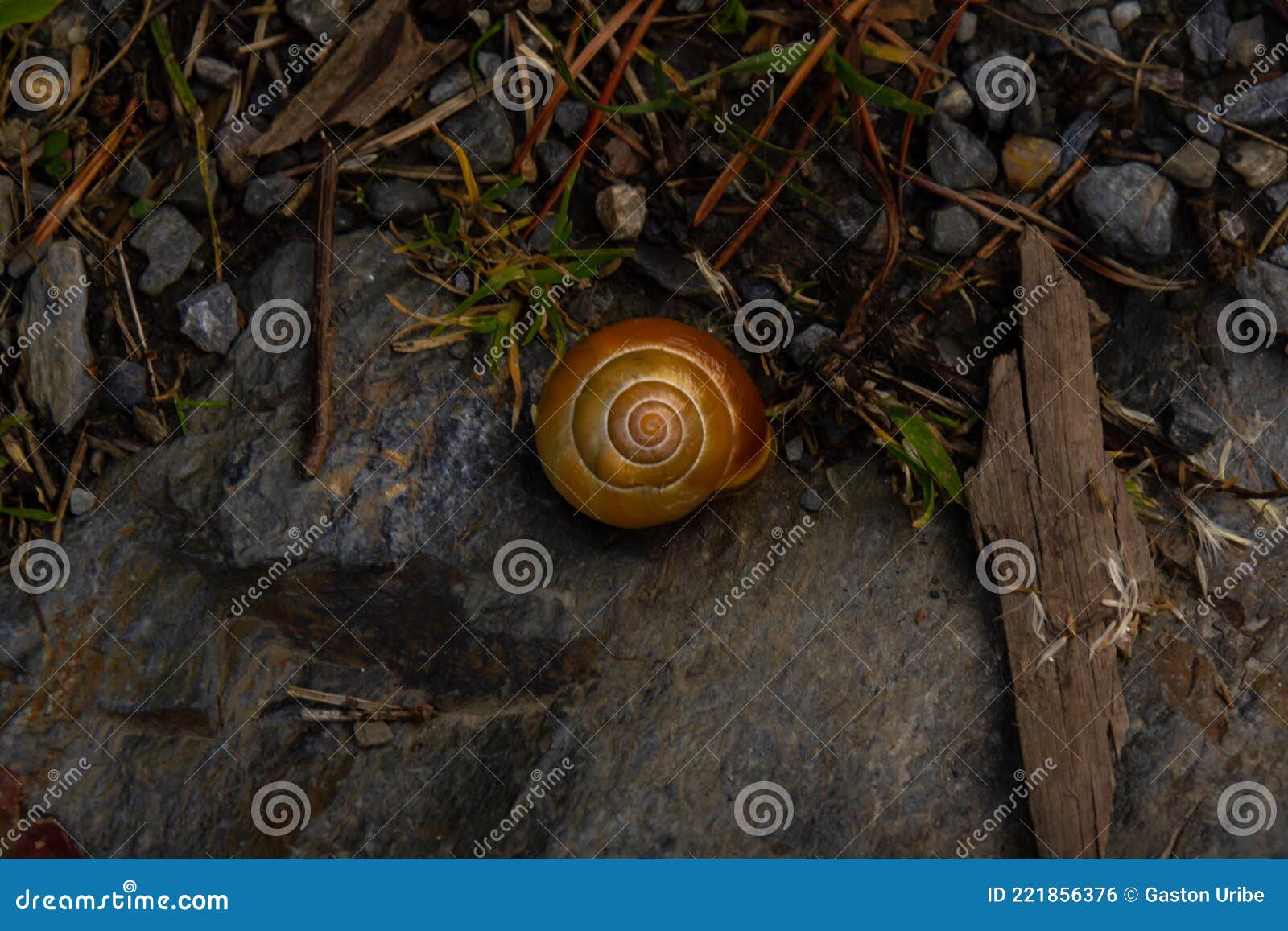 Snail Shell in the Stones of the Forest Stock Photo - Image of wild ...