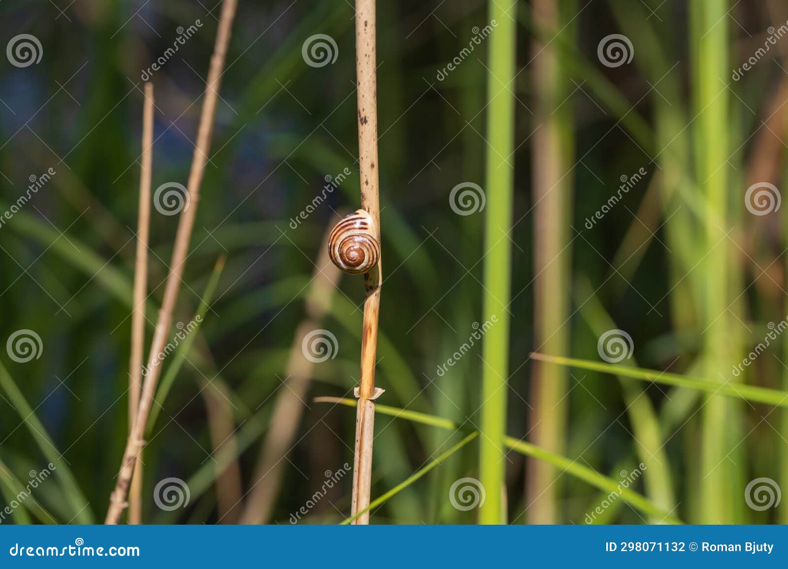 Snail Shell Stuck on a Tree Trunk Stock Photo - Image of trunk, wild ...