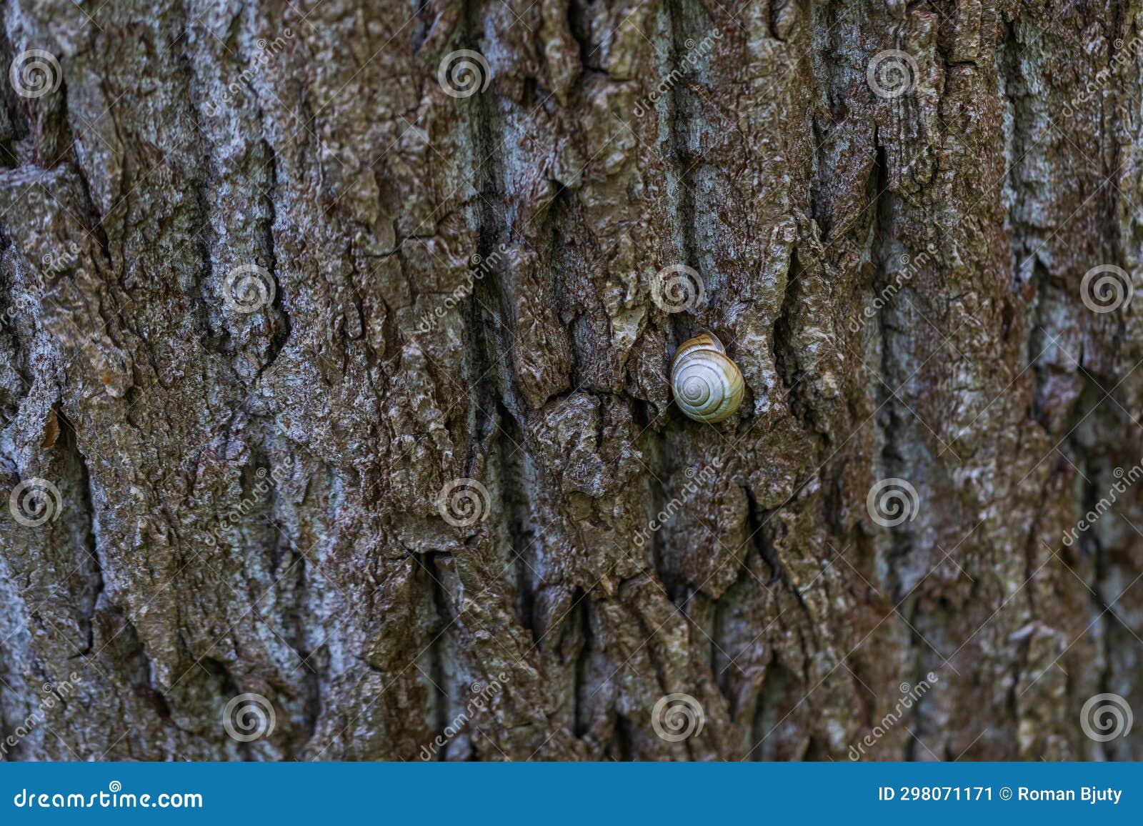 Snail Shell Stuck on a Tree Trunk. Stock Image - Image of wildlife ...