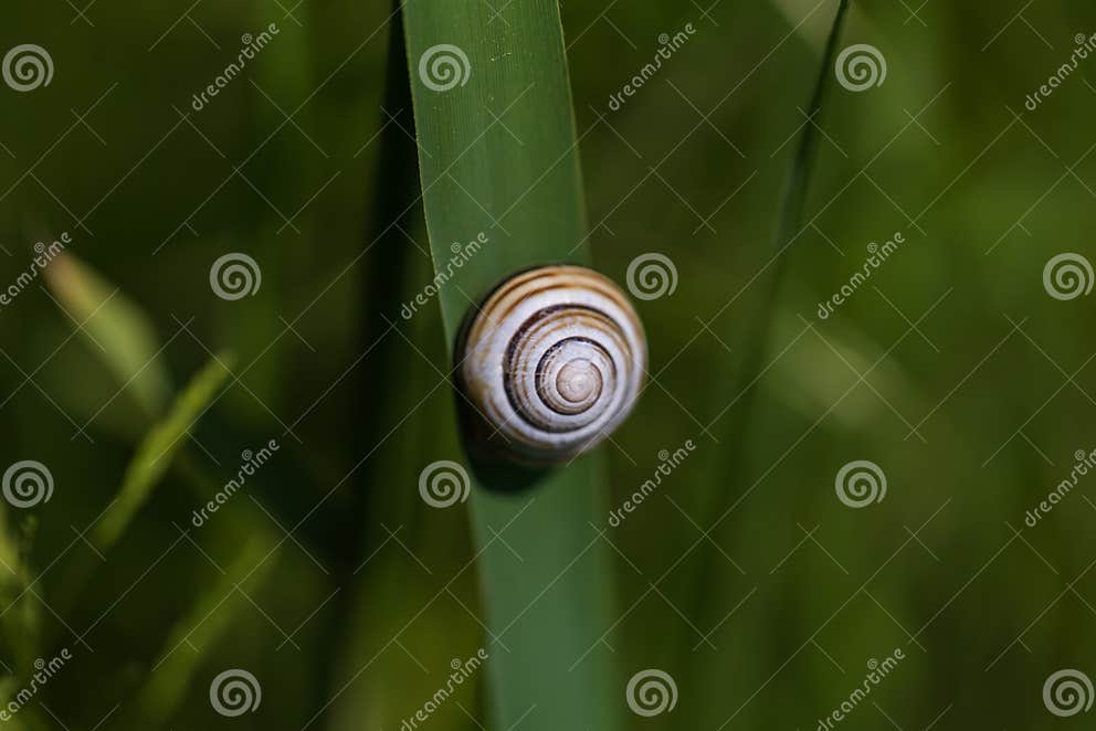 Snail Shell Stuck on a Tree Trunk Stock Image - Image of isolated ...