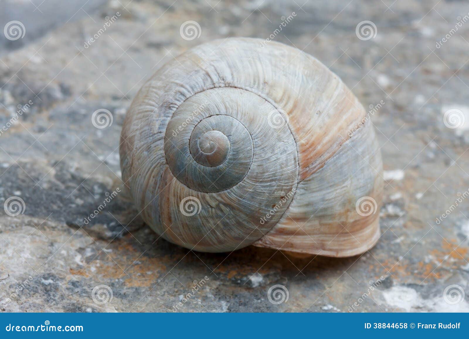 Snail shell stock photo. Image of surface, camper, guard - 38844658