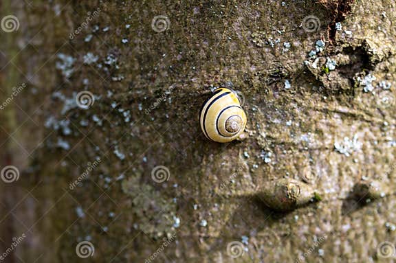 A Snail with a Shell on a Tree Stock Photo - Image of space, tree ...