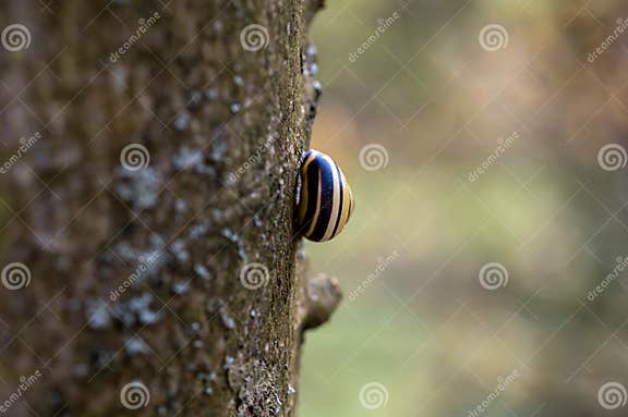 A Snail with a Shell on a Tree Stock Image - Image of snail, space ...