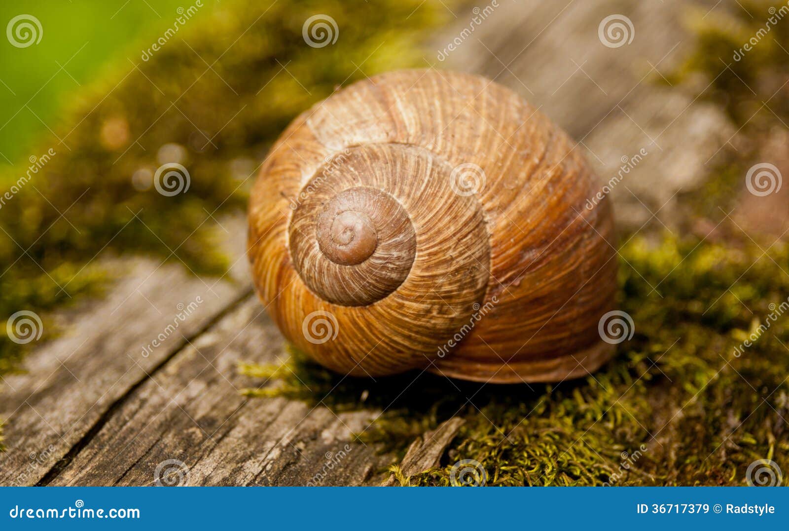 Snail Shell on Tree Trunk stock image. Image of house - 36717379