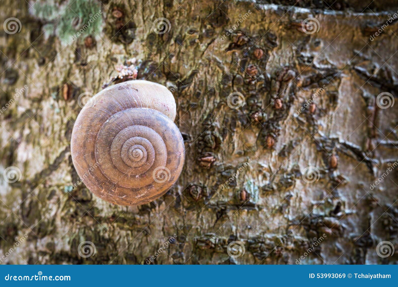 Snail Shell at a Tree Trunk Stock Image - Image of tree, house: 53993069