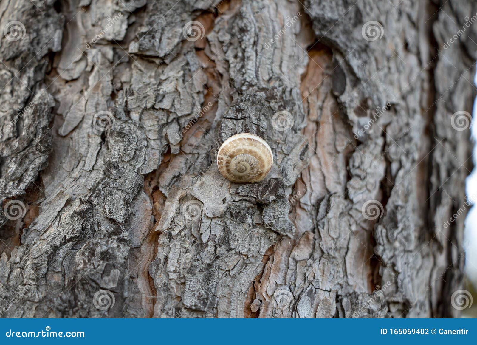 Snail Shell on a Tree, Snail Shell on a Wood Pattern, Closeup View of a ...