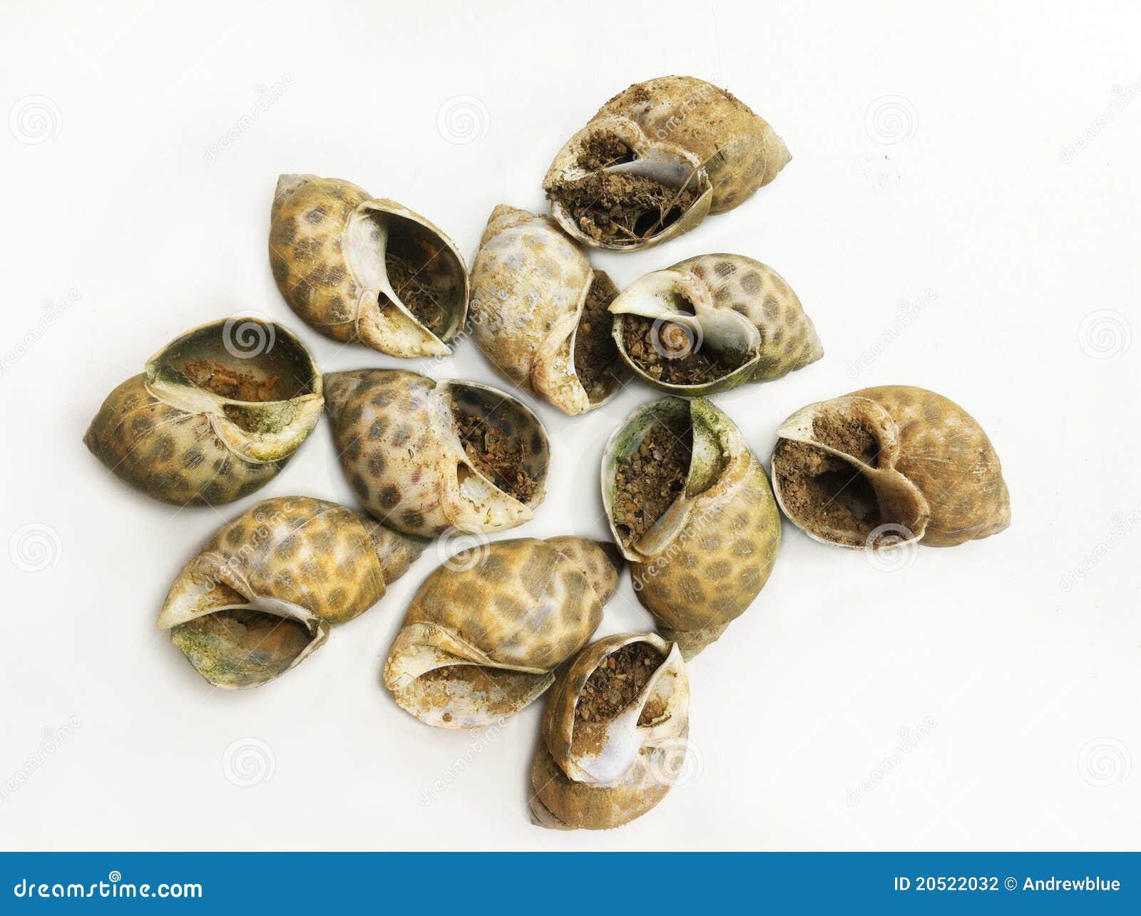 Snail Shell underneath stock photo. Image of slug, enfold - 20522032