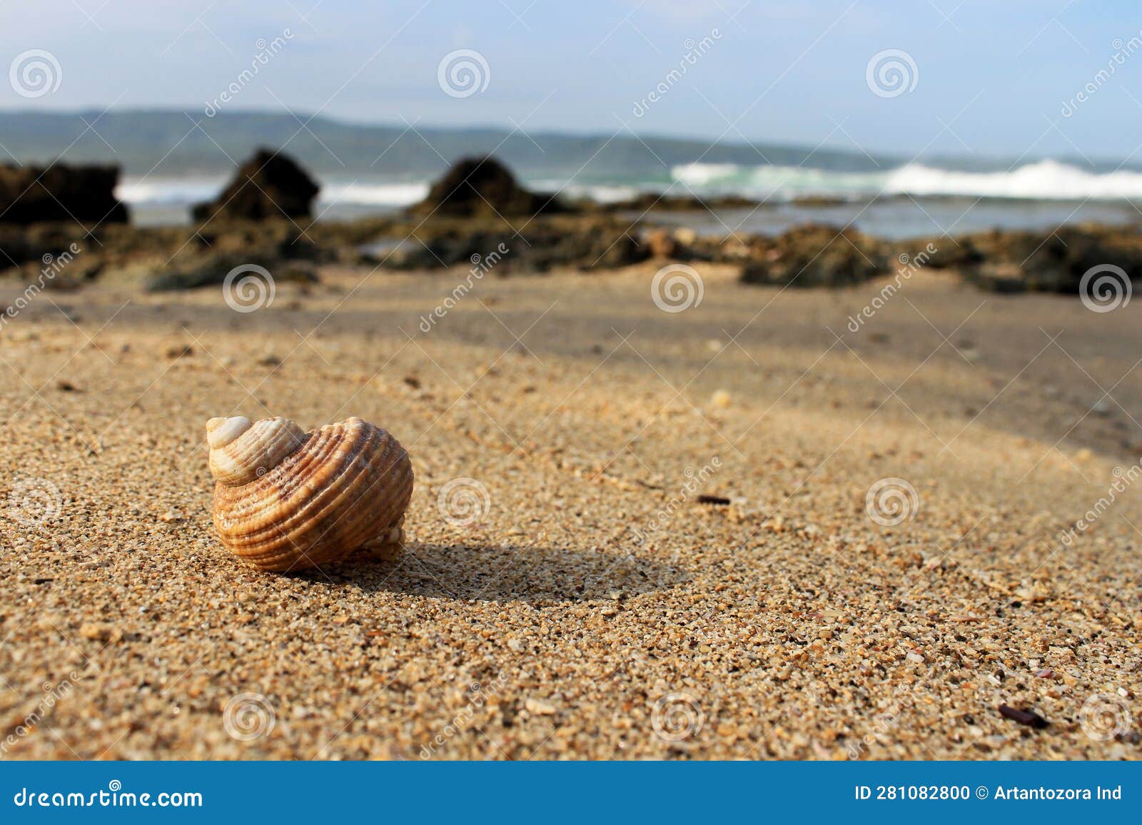 Snail Shells Washed Up on the Beach Sand Stock Photo - Image of ...