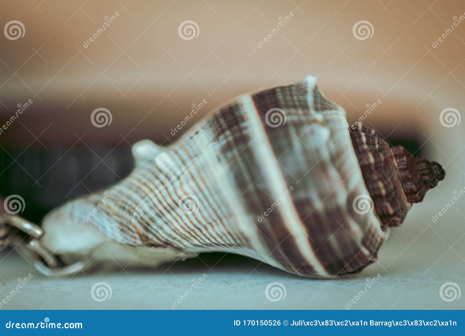 Snail shell stock photo. Image of lifetime, white, animal - 170150526
