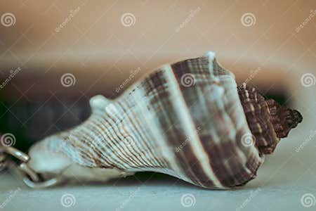 Snail shell stock photo. Image of lifetime, white, animal - 170150526