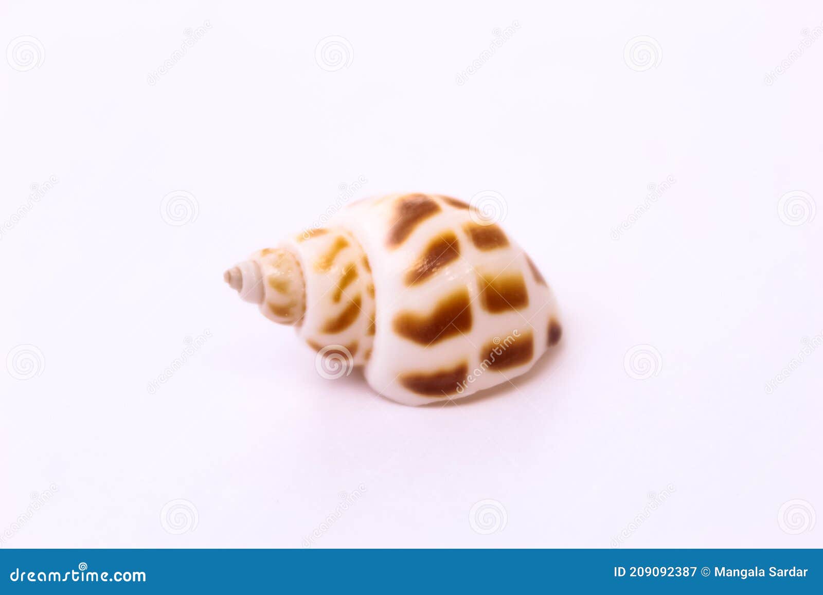 Snail Shell on White Background Stock Image - Image of shell, cuisine ...