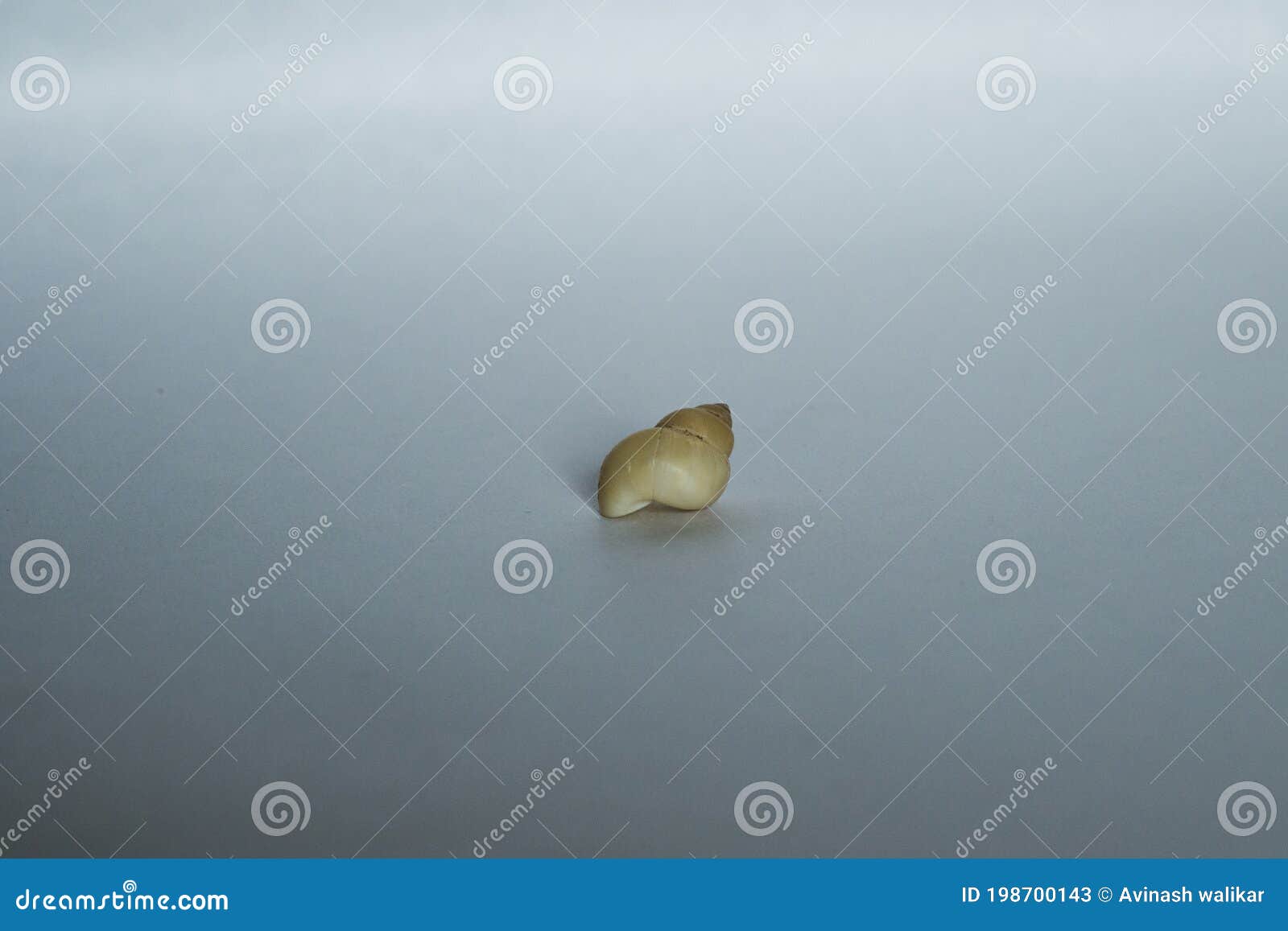 Snail Shell with the White Background Stock Image - Image of white ...