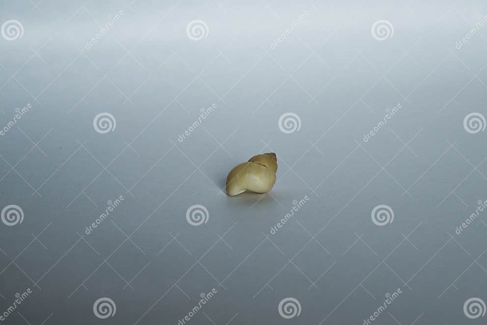 Snail Shell with the White Background Stock Image - Image of white ...