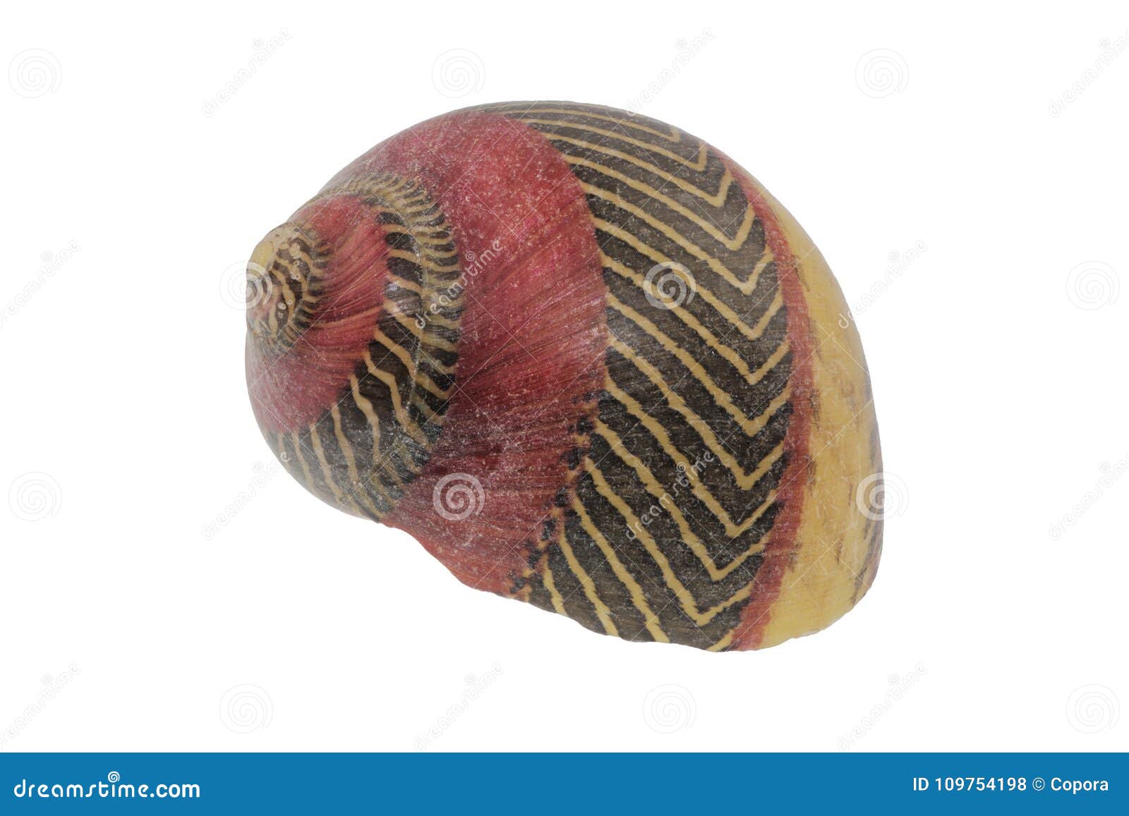 Snail Shell on a White Background Stock Photo - Image of gastropod ...