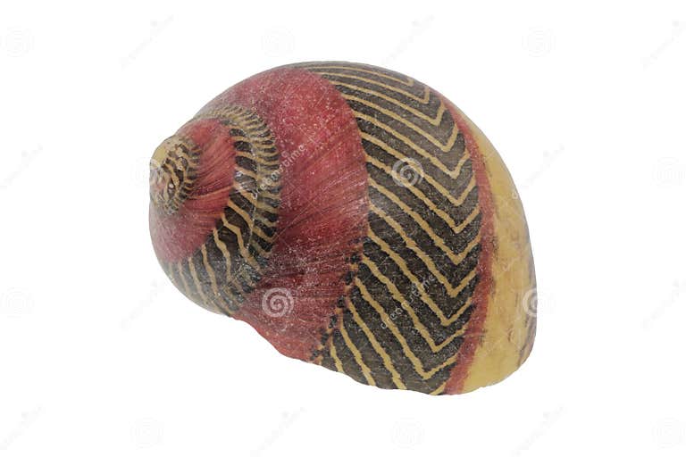 Snail Shell on a White Background Stock Photo - Image of gastropod ...