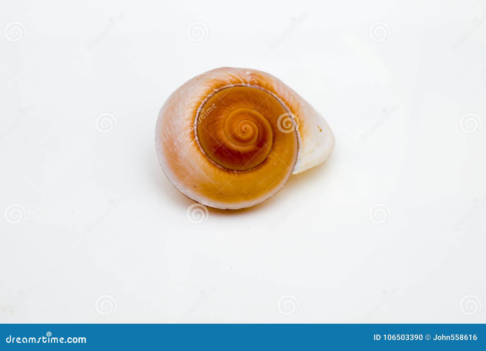 The snail stock photo. Image of blur, animal, center - 106503390
