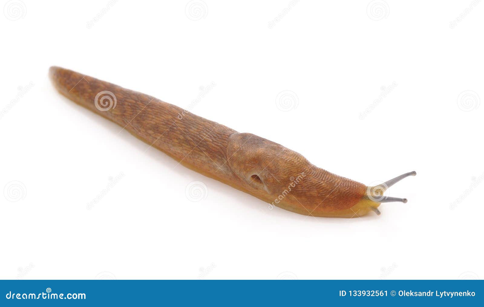 Snail without shell stock image. Image of invertebrate - 133932561