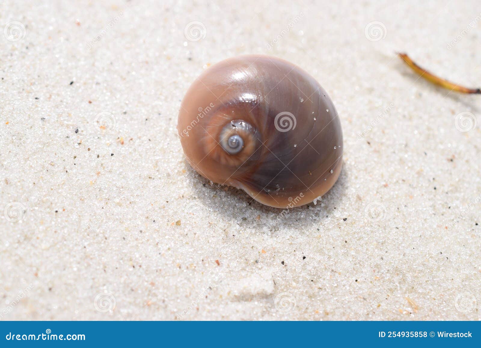 Snail Shell on the White Sand Stock Photo - Image of tropical, macro ...