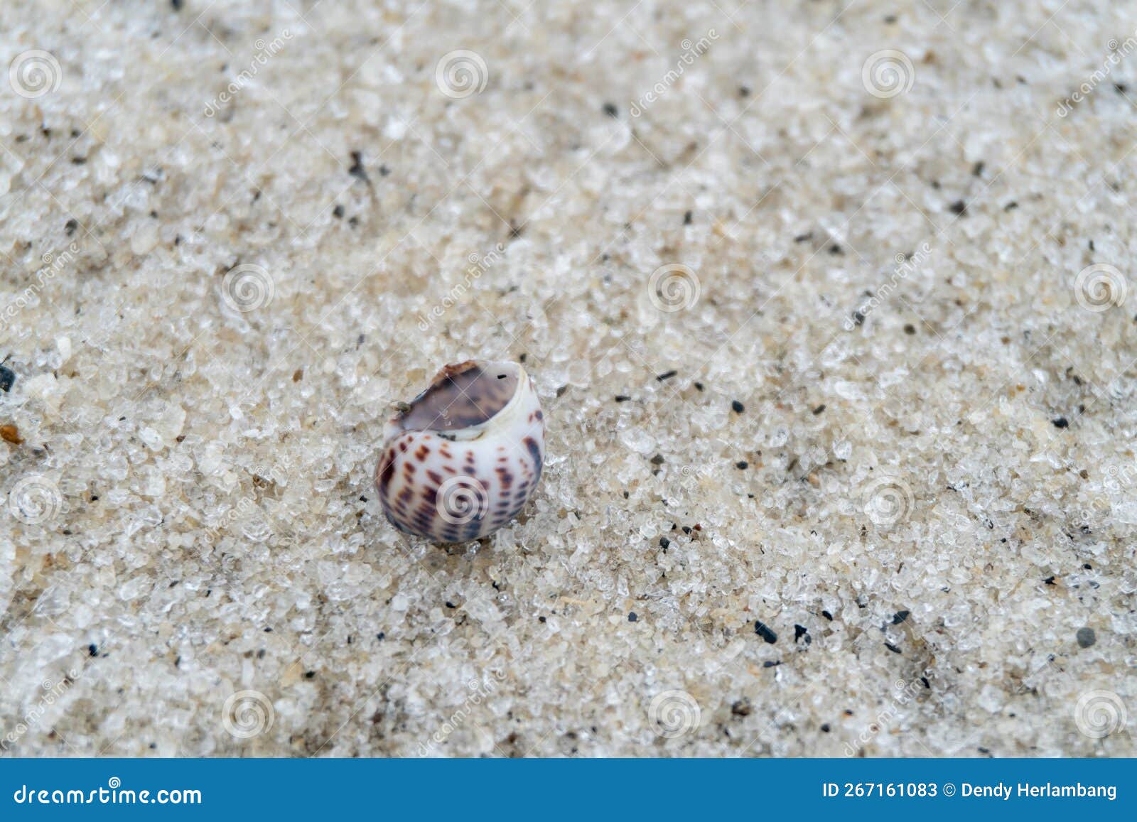 Snail Shell on the White Sandy Beach in the Middle of Nature Stock ...